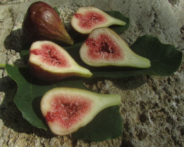 Feige | Freiburg-Schwarzwald.de