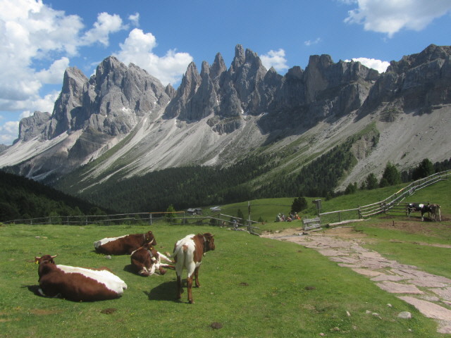 villnoess20geisler-rinder130722 | Freiburg-Schwarzwald.de