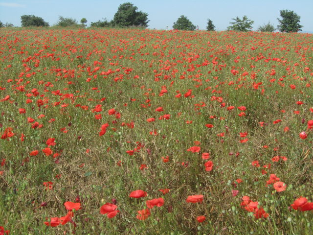 Mohn | Freiburg-Schwarzwald.de